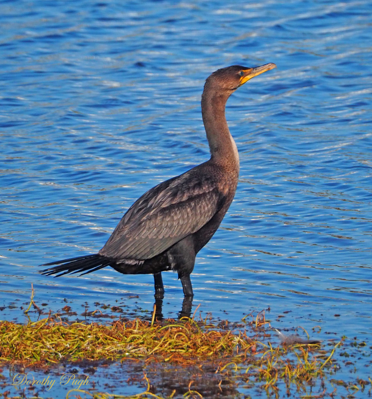 Carolina Lake, Carolina Beach Photos