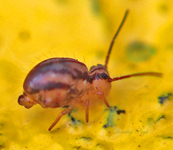 Springtails
