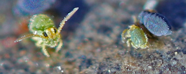 Springtails
