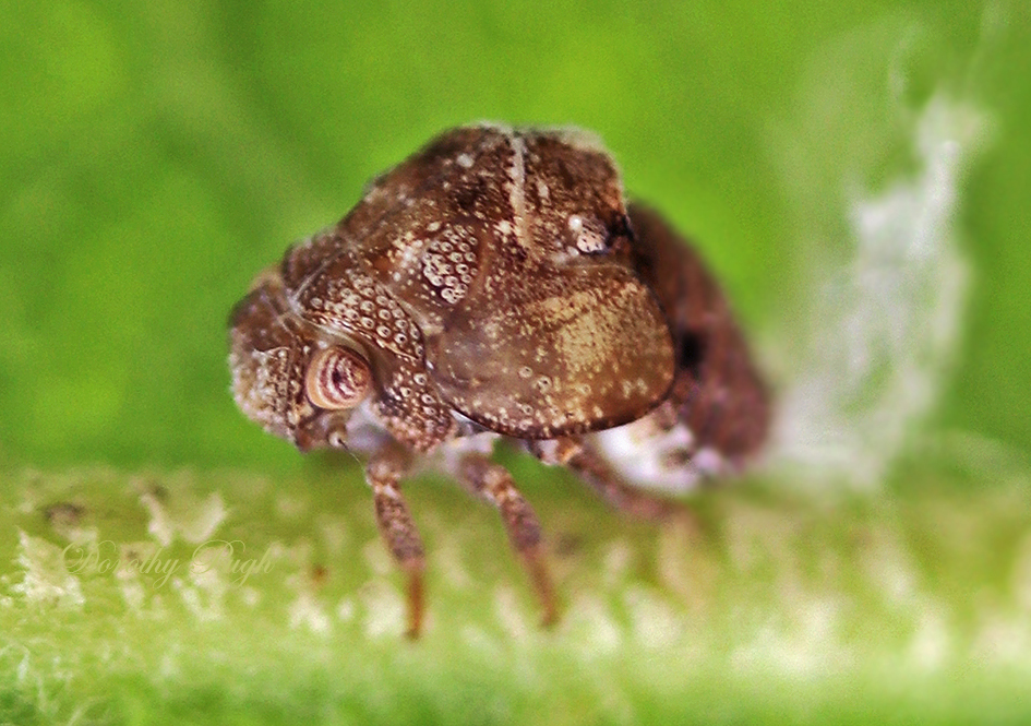 Hoppers and Cicadas