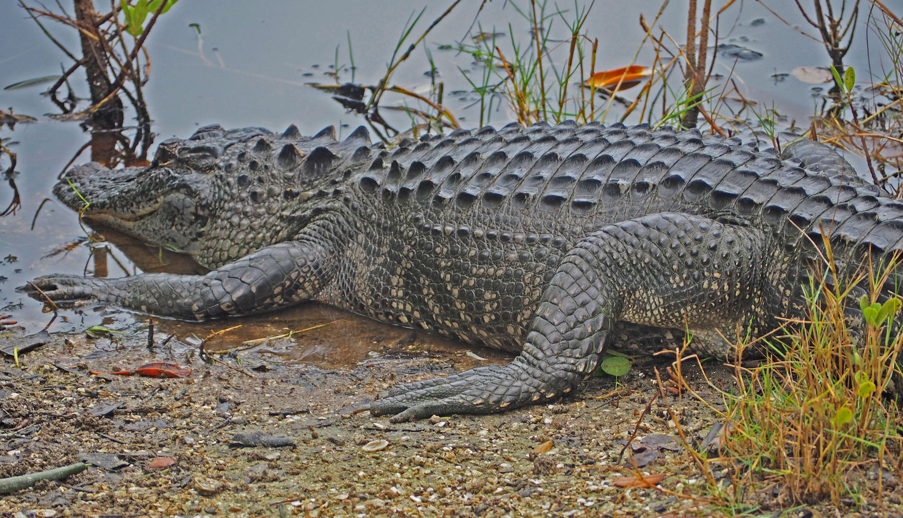 Swamp Animals