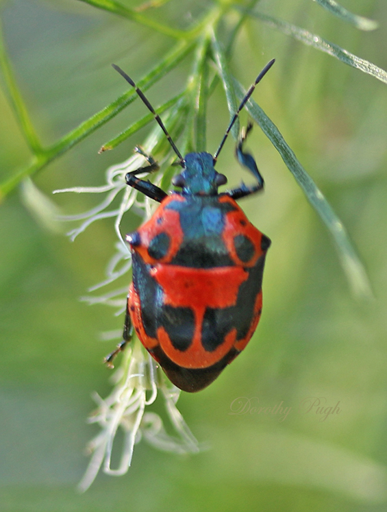 True Bugs