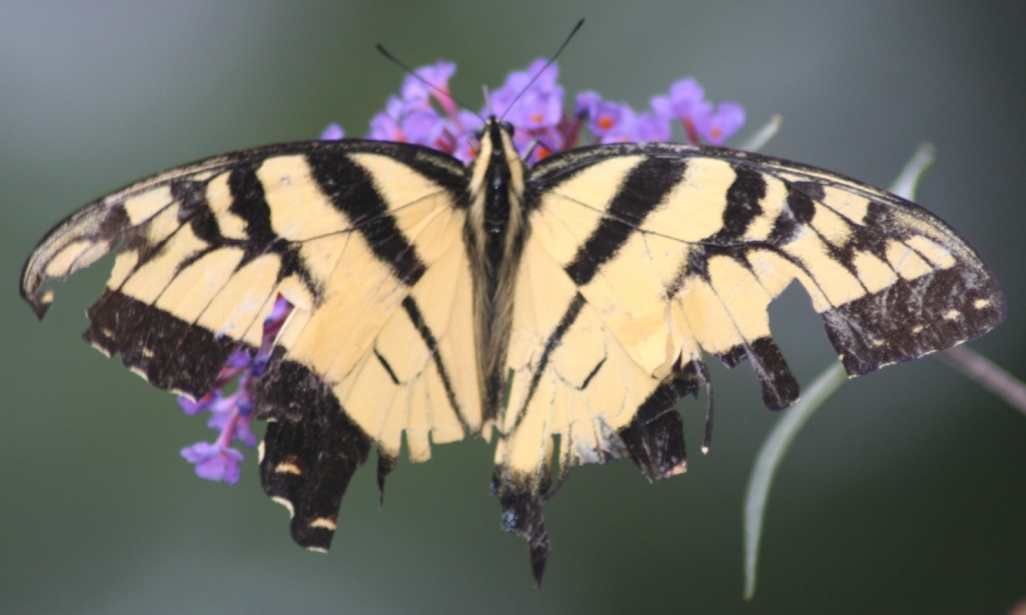 Swallowtails
