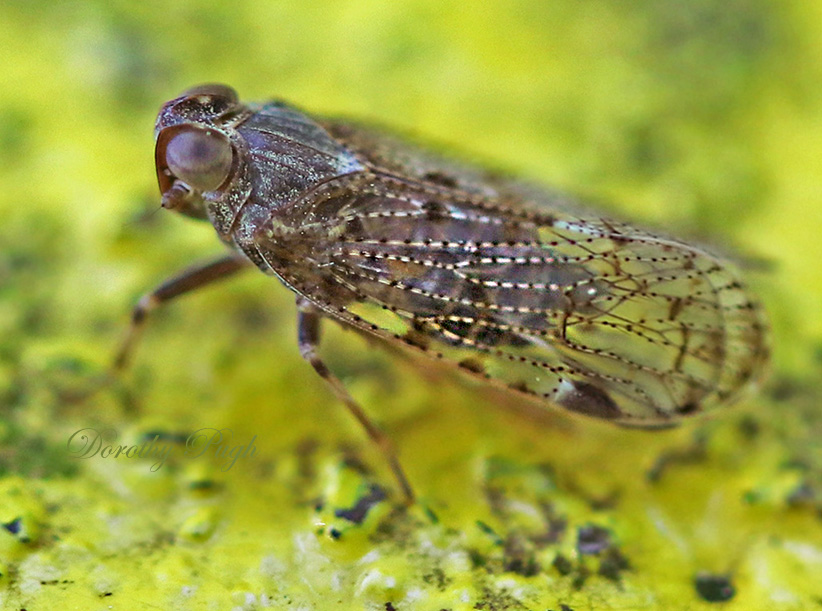 Hoppers and Cicadas