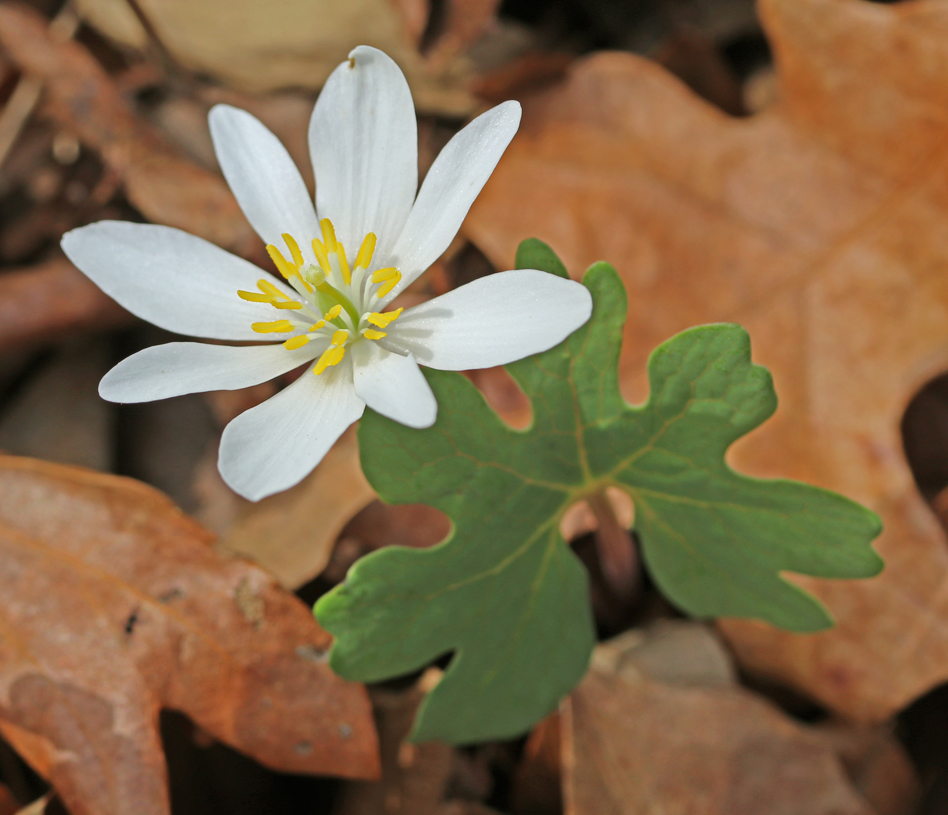 A Virtual Wildflower Garden Across Time