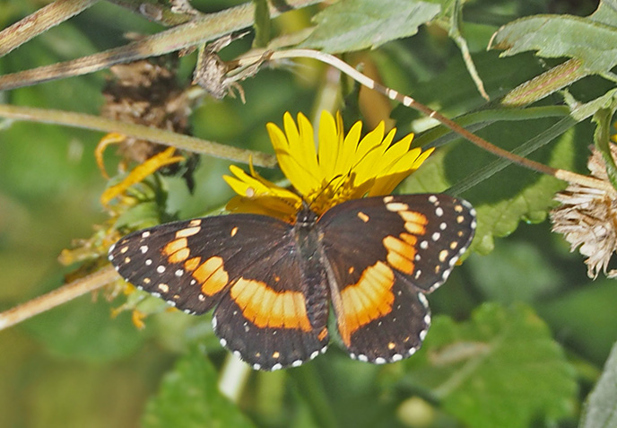 Common Butterflies of North Carolina