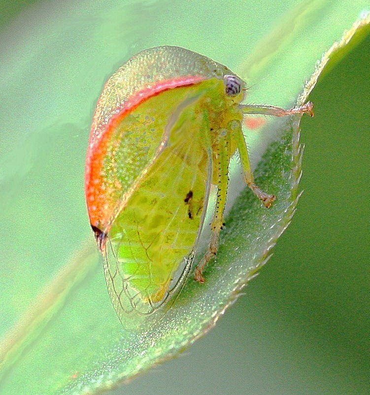 My Local Durham Swamp and Marsh