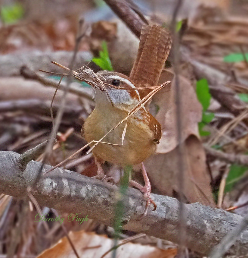Backyard Birds
