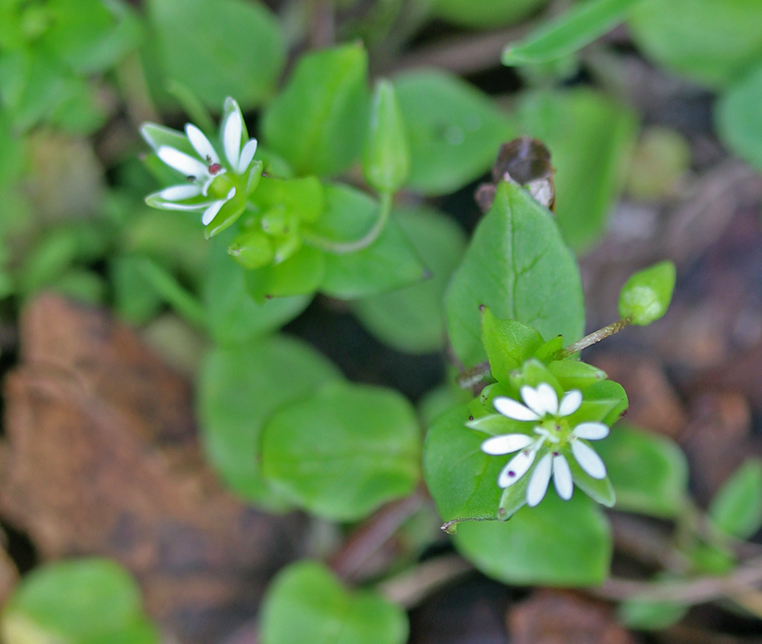 A Virtual Wildflower Garden Across Time