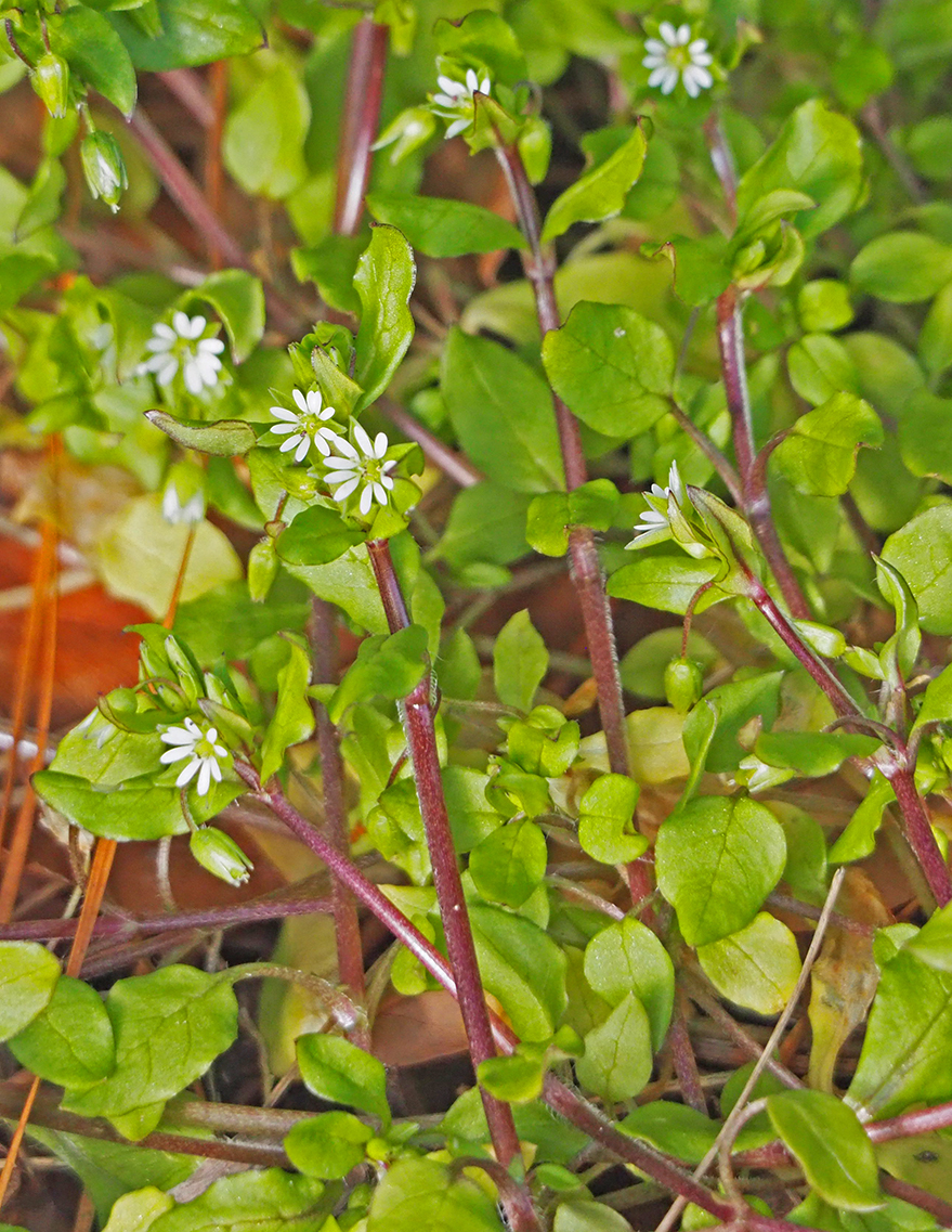 A Virtual Wildflower Garden Across Time