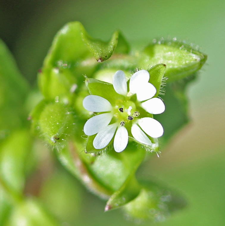A Virtual Wildflower Garden Across Time