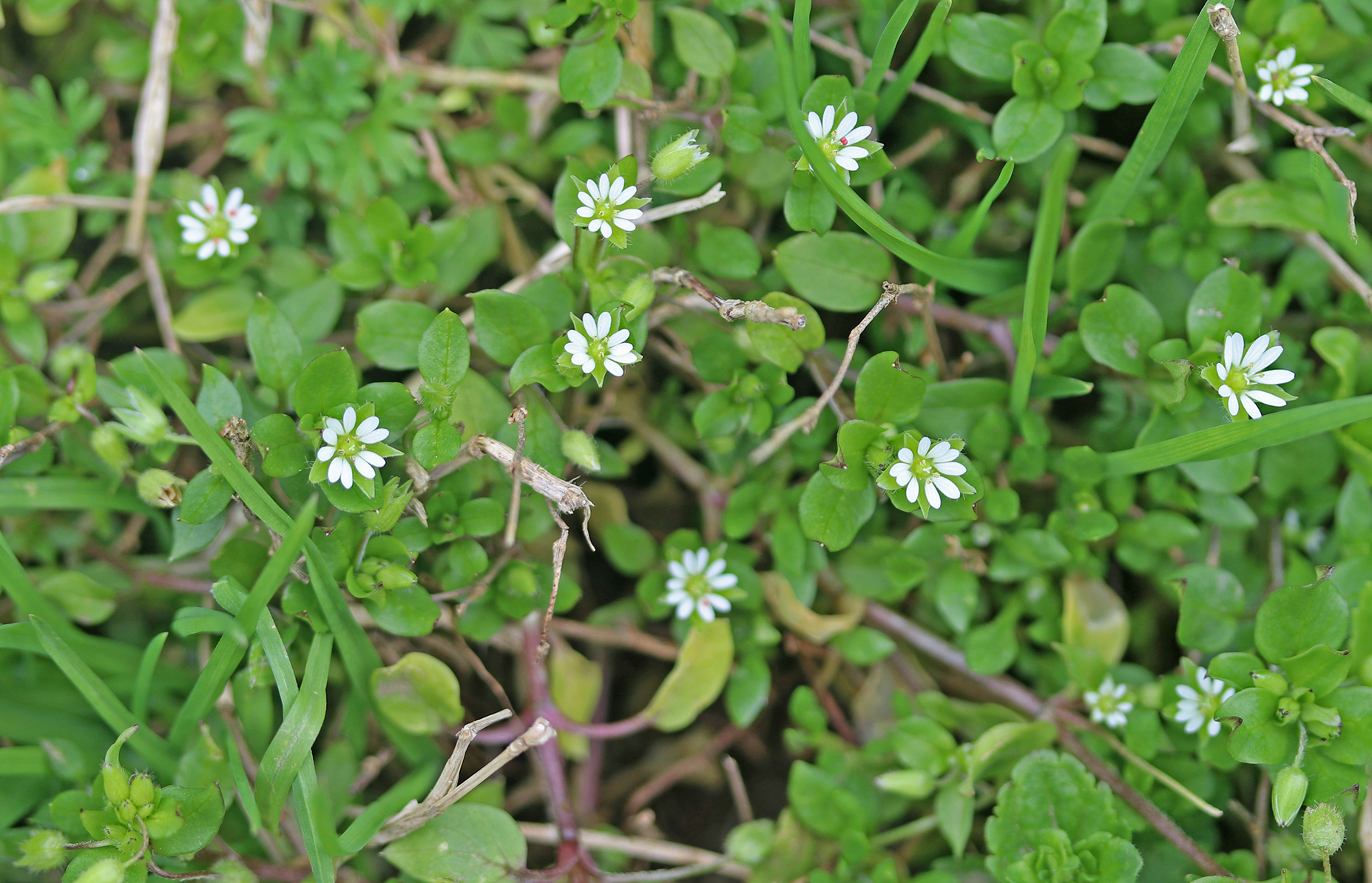A Virtual Wildflower Garden Across Time