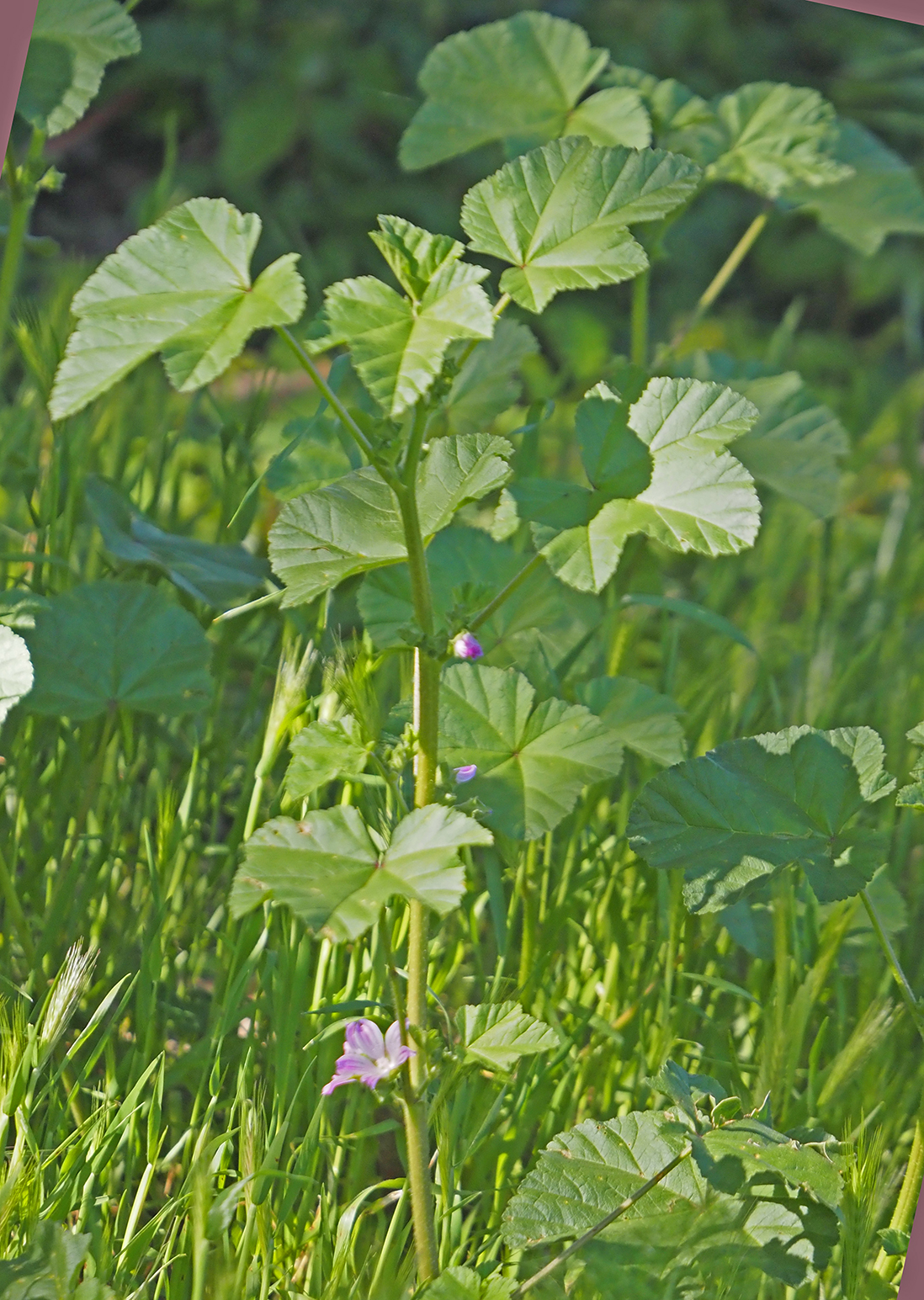 Marin County, CA Natural Areas