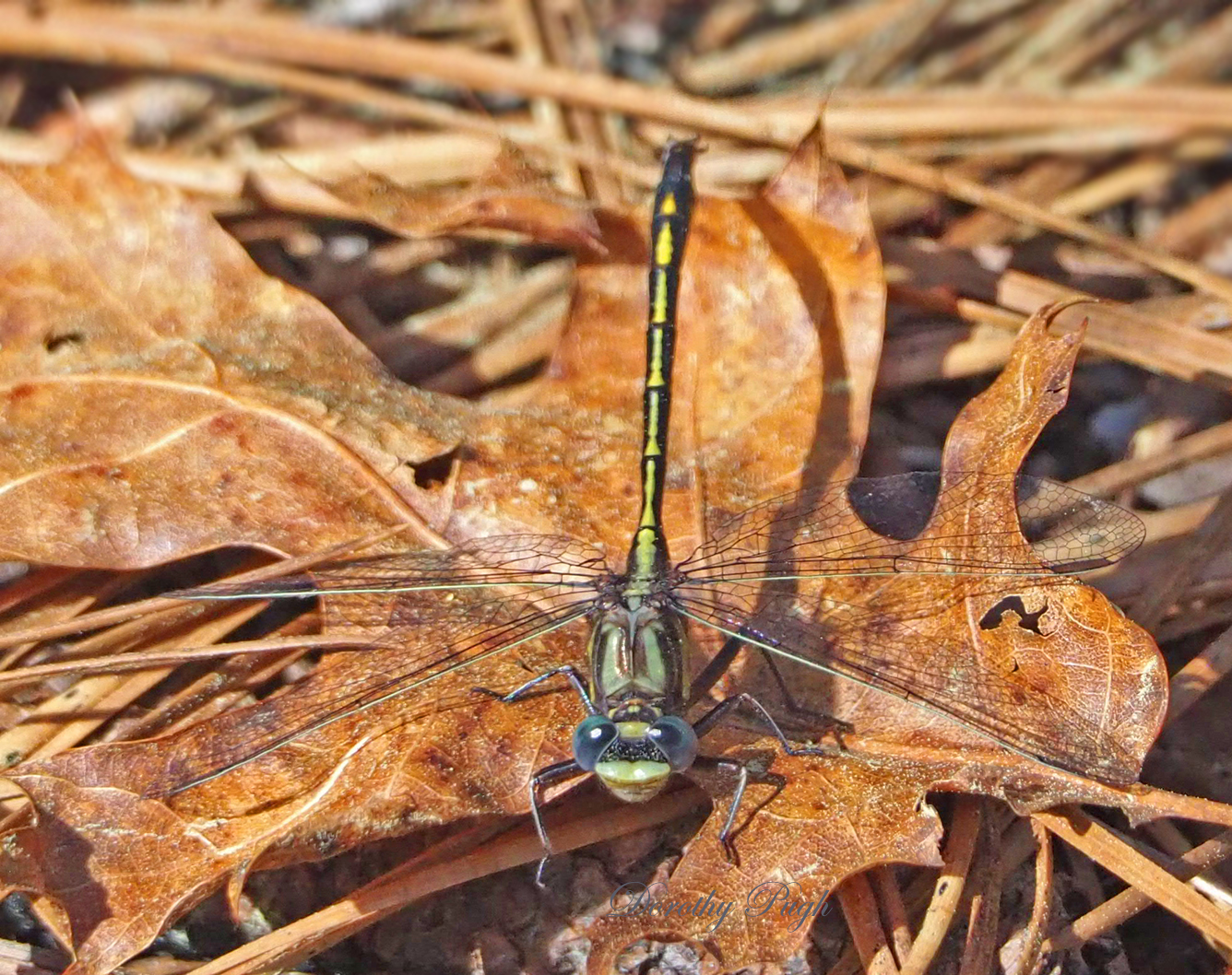 Dragonflies