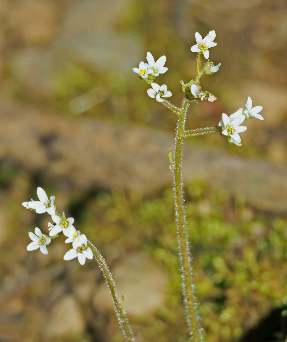 A Virtual Wildflower Garden Across Time