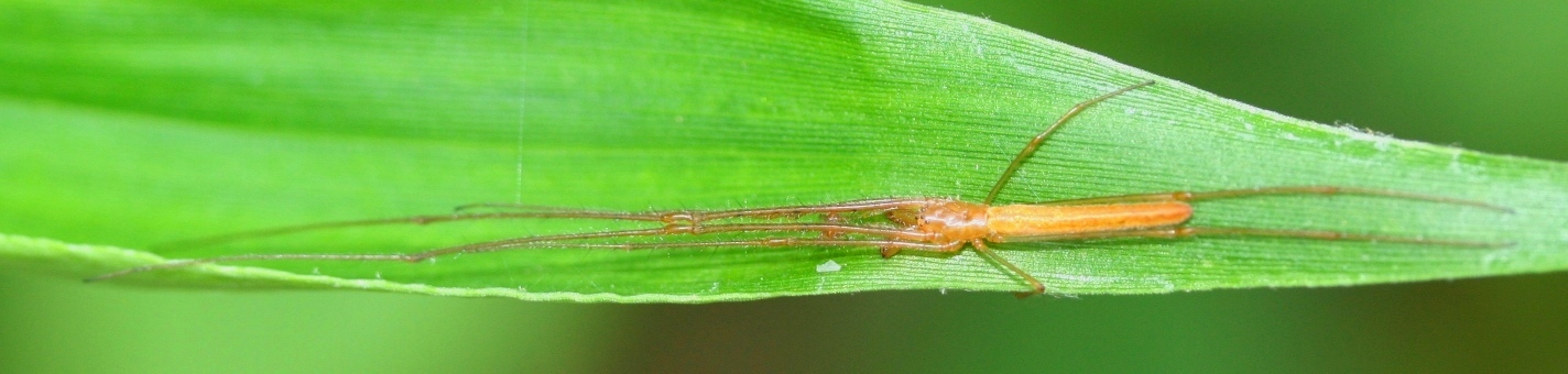 Haw River State Park Environment Page