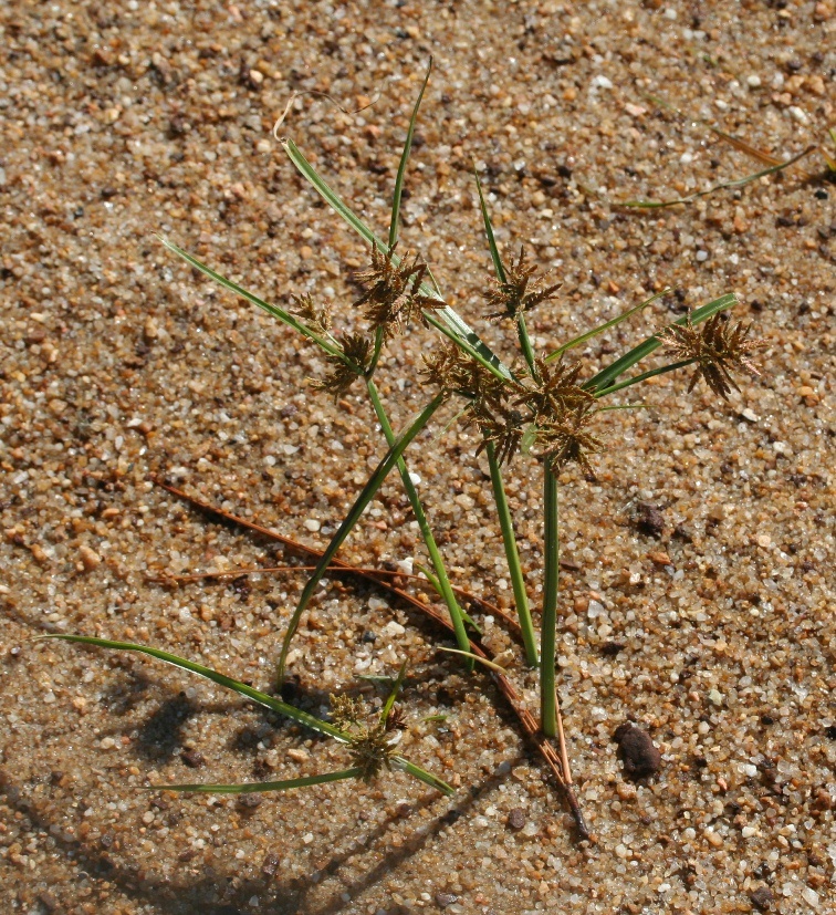 Ebenezer Church Recreational Area Photos