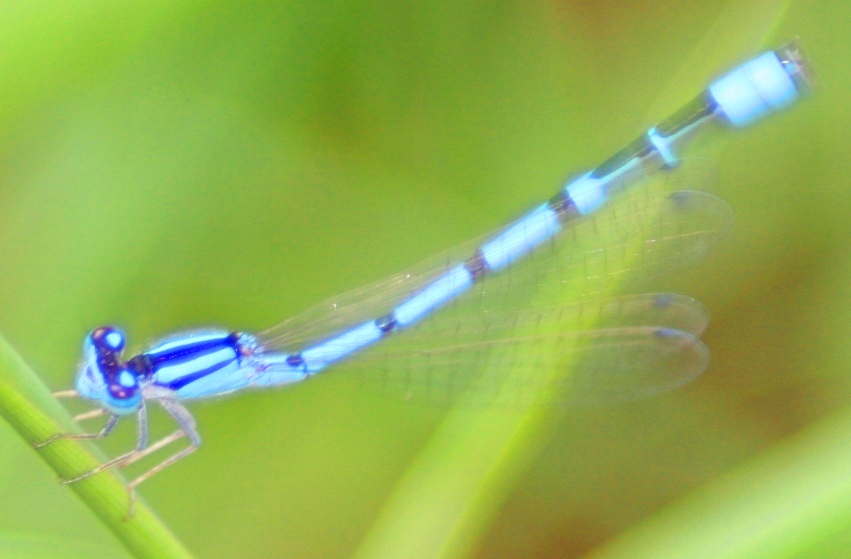 Damselflies