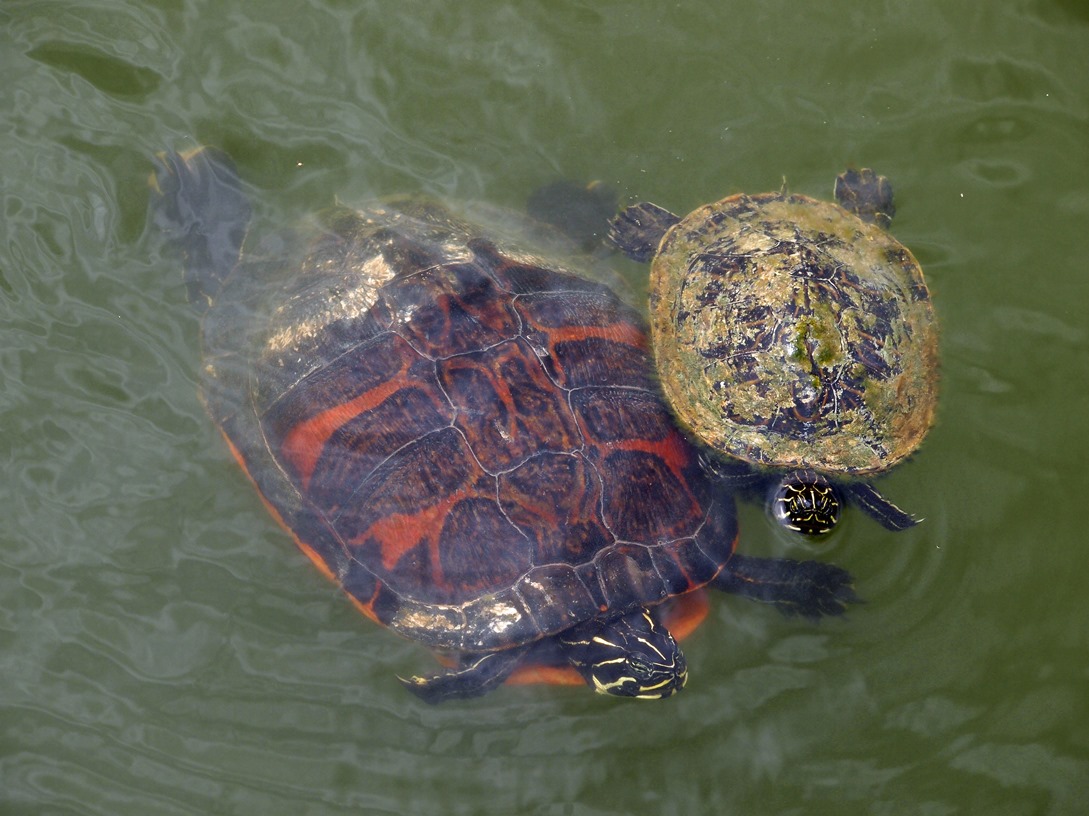 St. Augustine, FL Photos