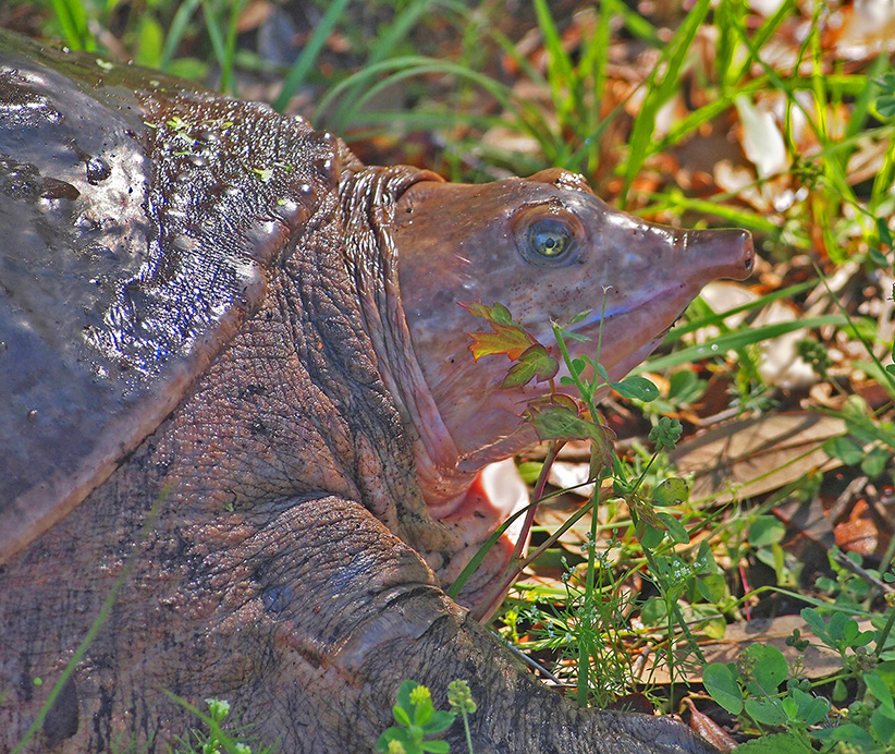 St. Augustine, FL Photos