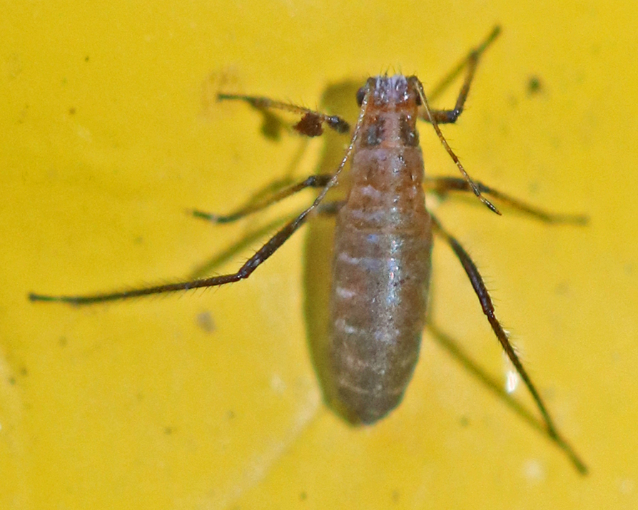 Aphids and Whiteflies