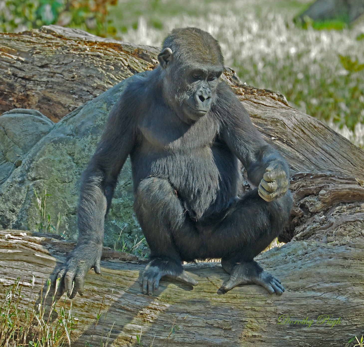 Zoo Mammals