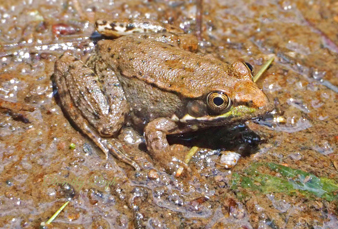 Frogs and Toads