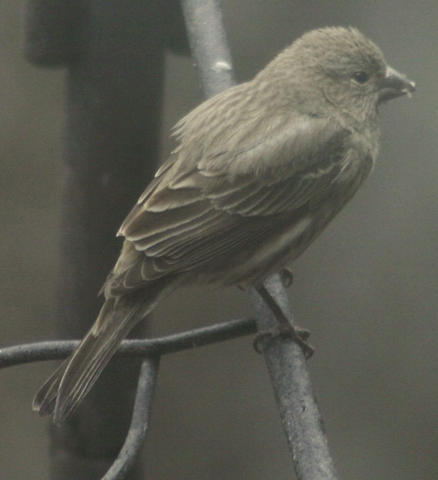 March 2008 Bird Blog