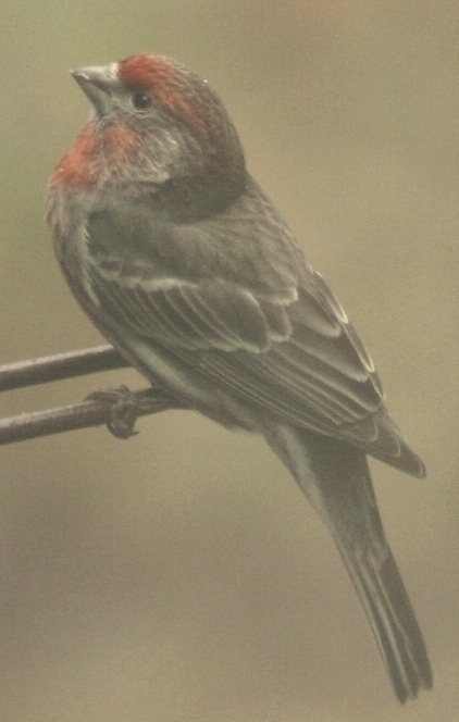 March 2008 Bird Blog