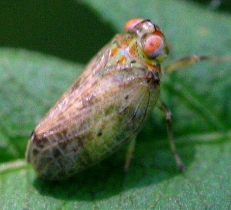 Mason Farm Biological Reserve