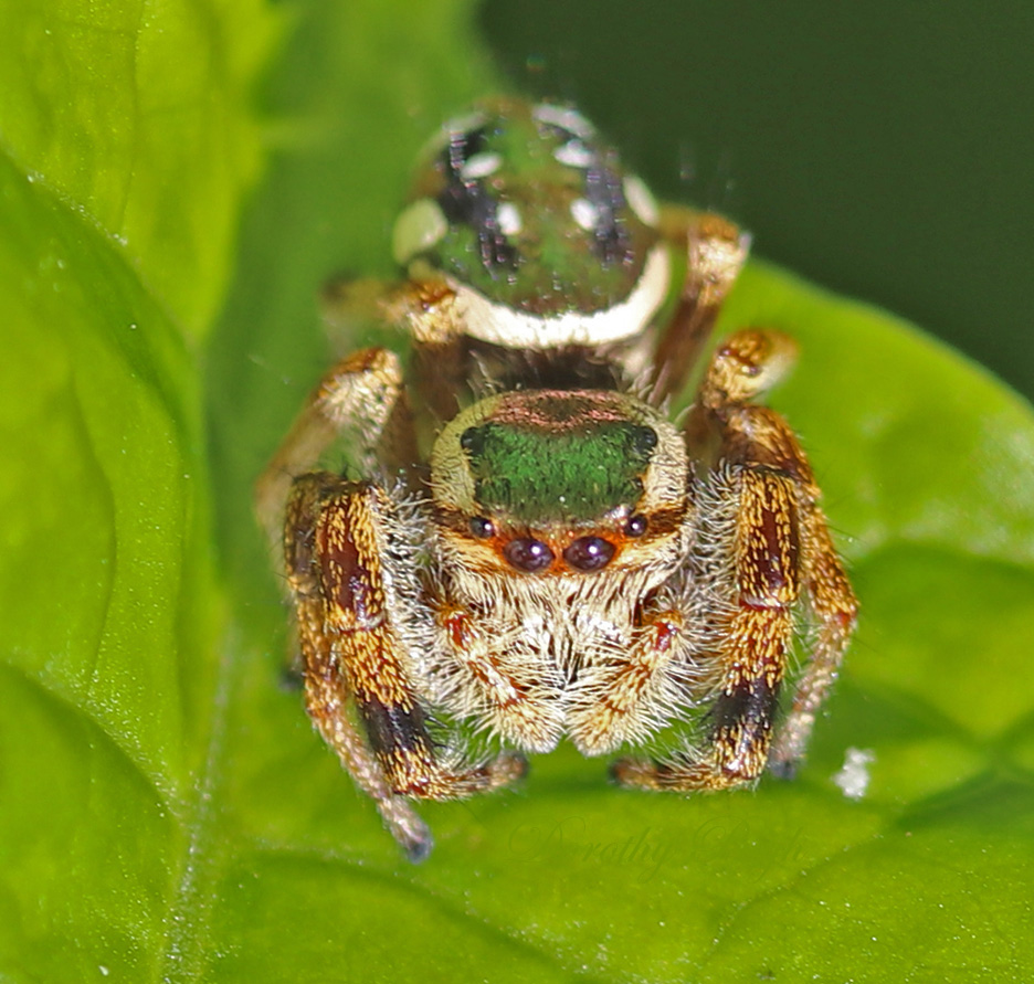 Spider Identification Guide