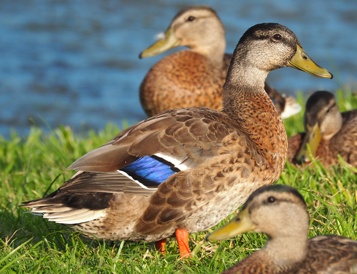 Ducks