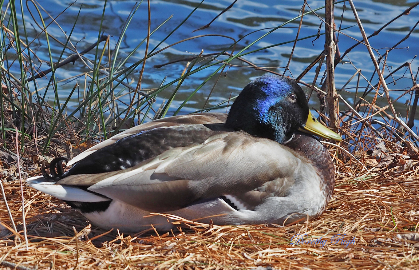 Ducks