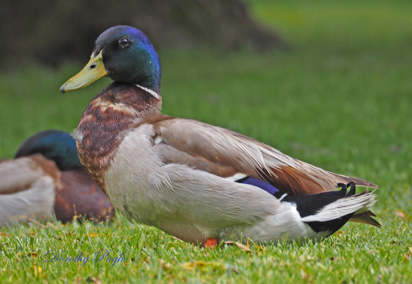 Ducks