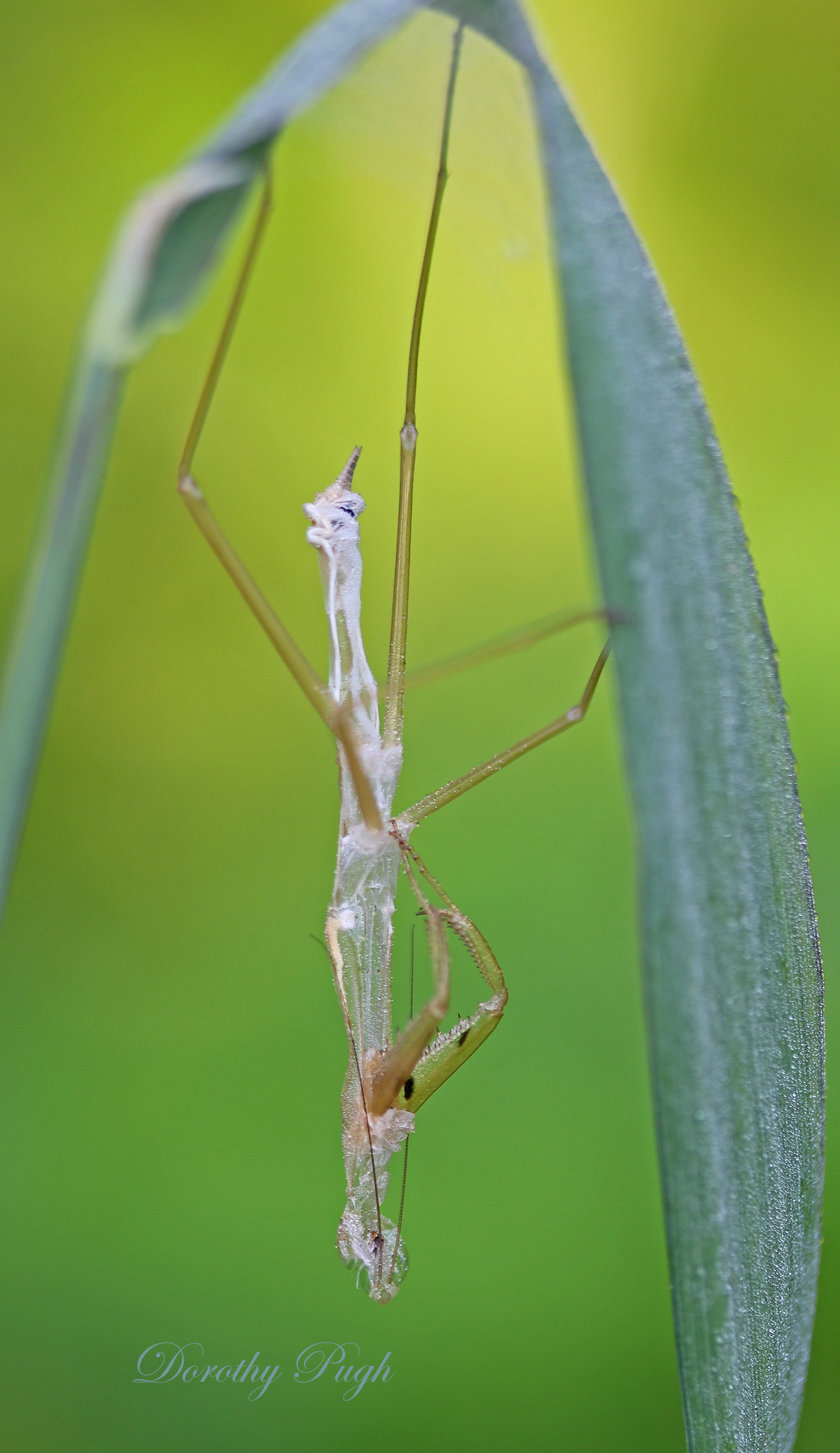 Mantids