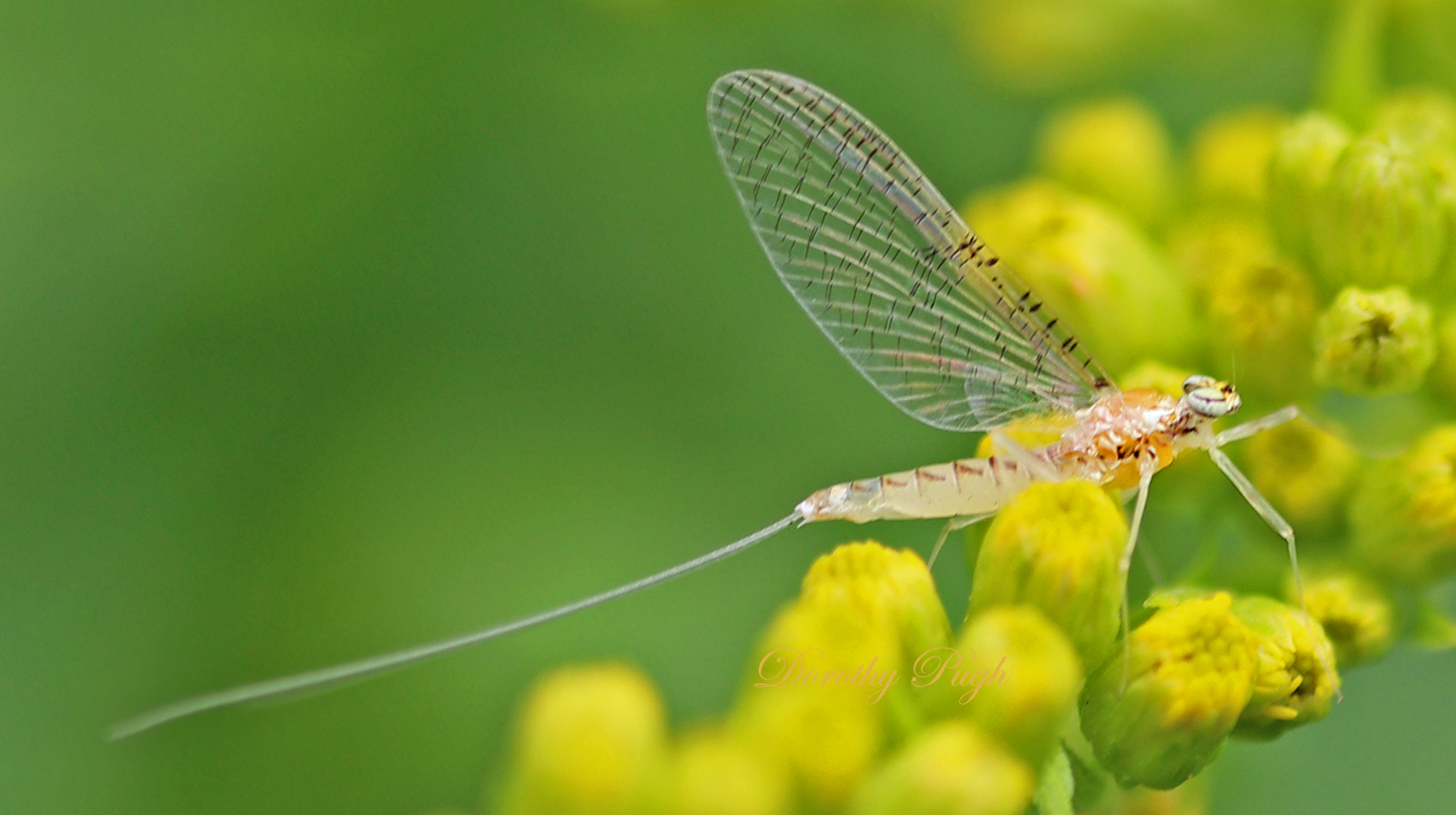 Other Insects