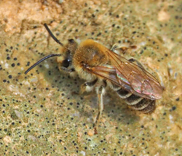 Eno River State Park