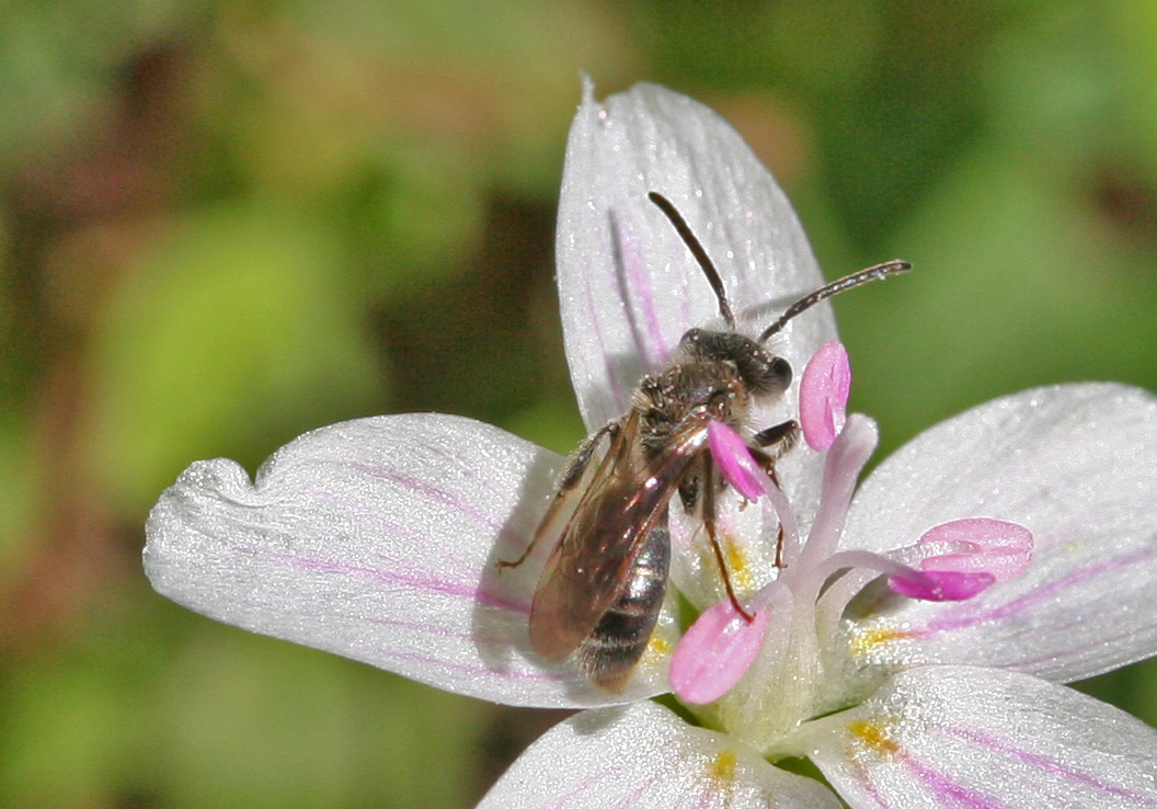 Eno River State Park