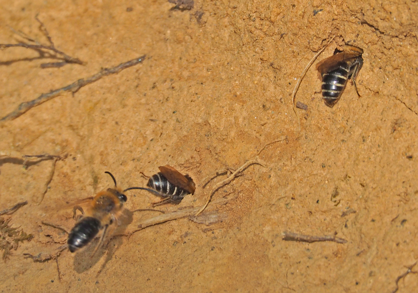 Eno River State Park