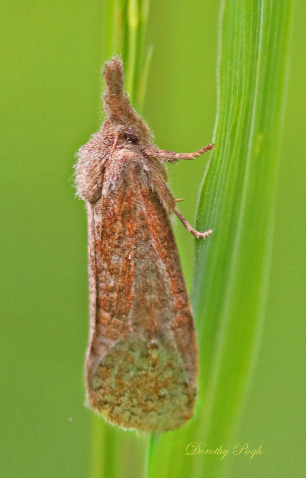 Eastern Grass Tubeworm Moth ( Acrolophus plumifrontella ), Durham, NC ...
