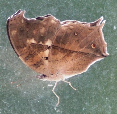 Magic Wings (M of L&S)