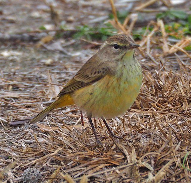 Backyard Birds