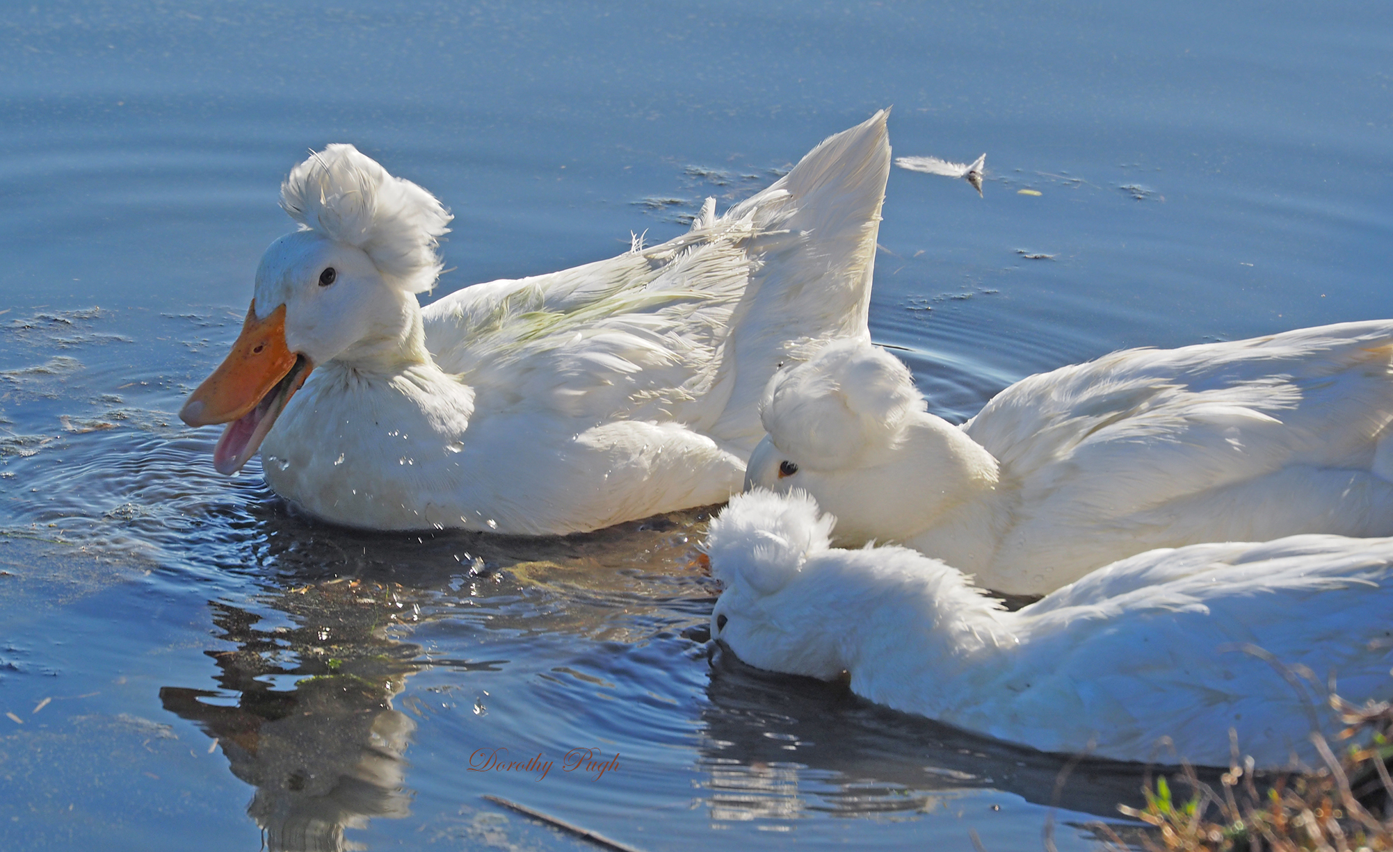 Ducks