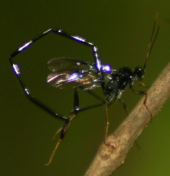 Hymenoptera
