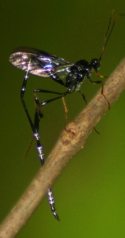 Hymenoptera