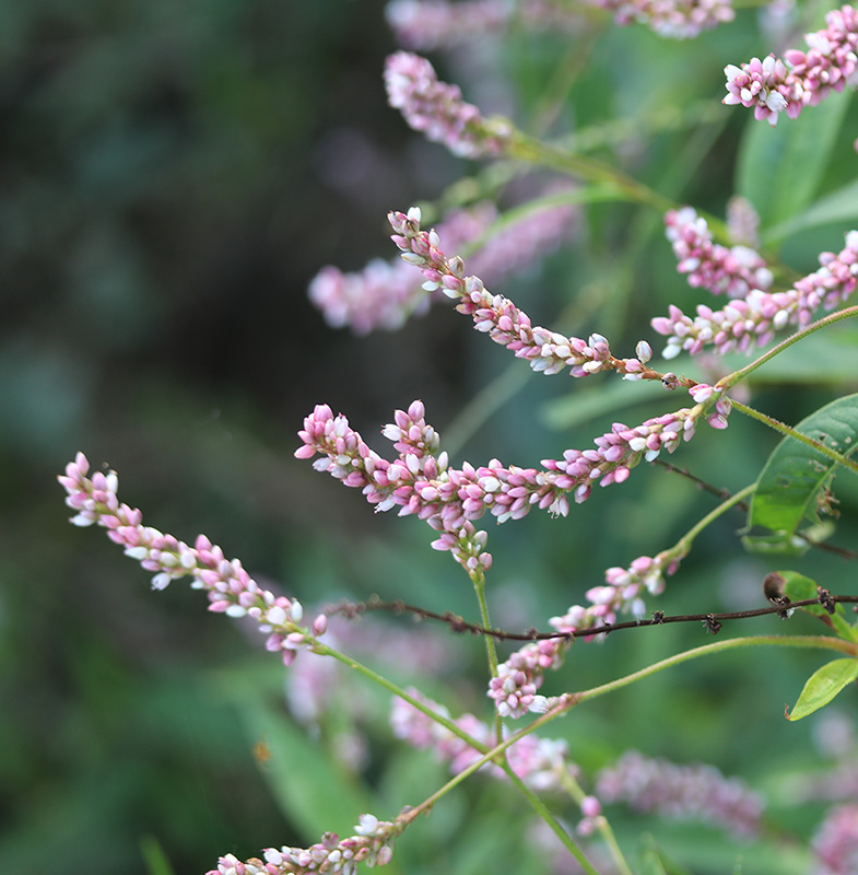 A Virtual Wildflower Garden Across Time