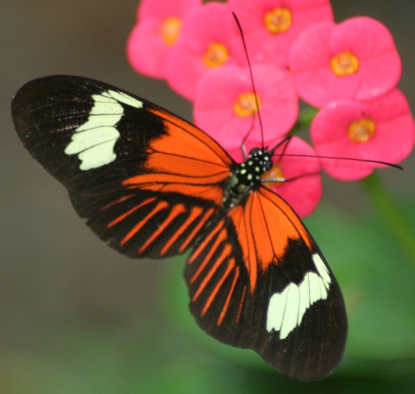 Magic Wings (M of L&S)