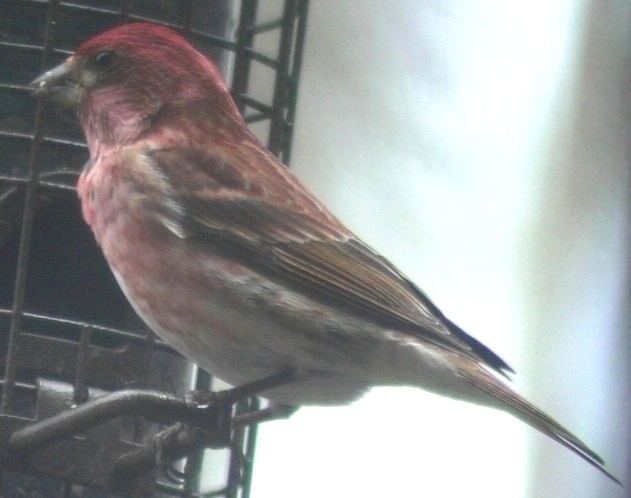 March 2008 Bird Blog