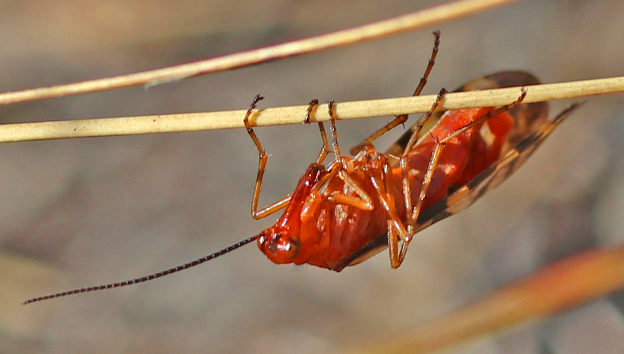 Carolina Beach State Park