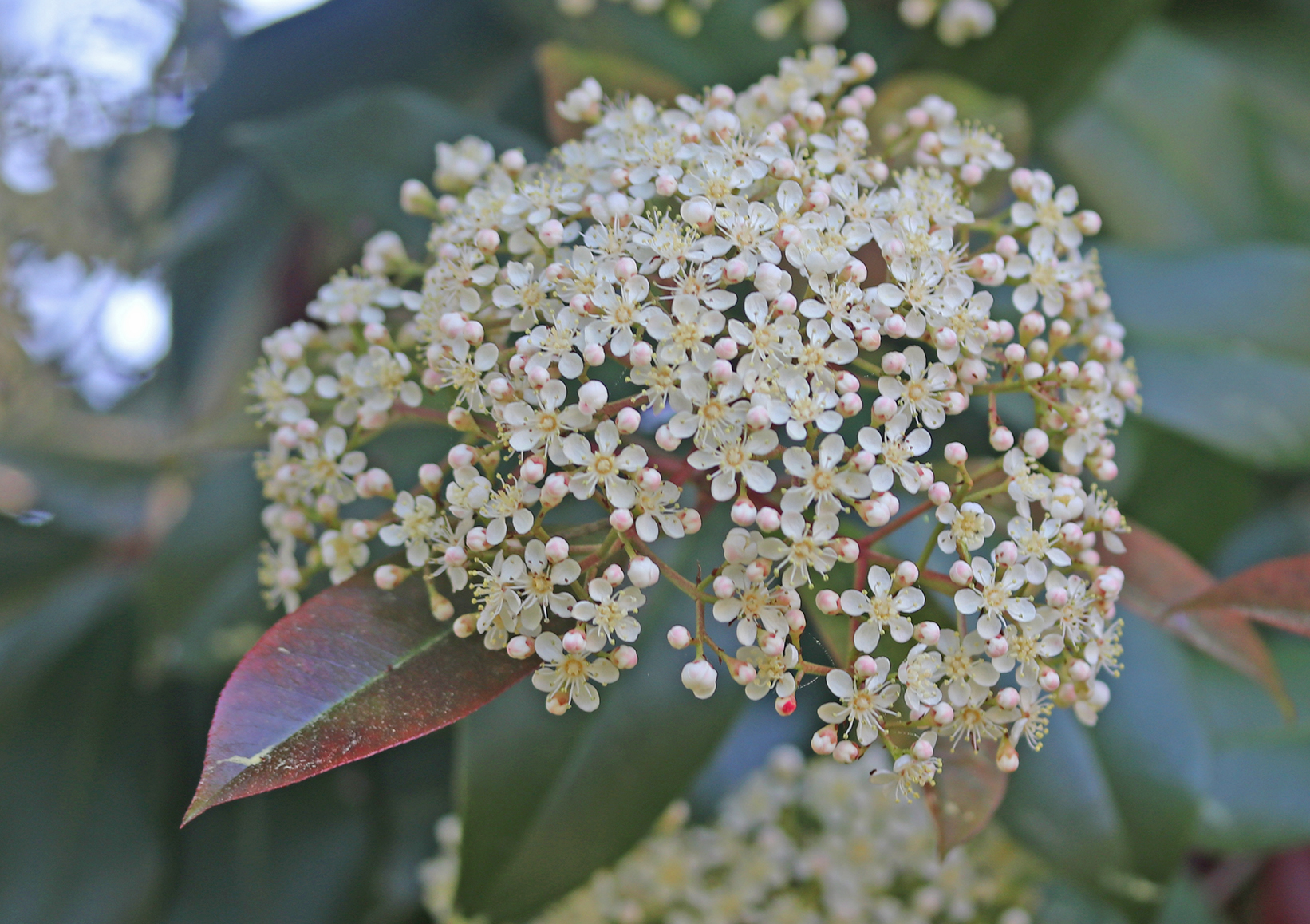 A Virtual Wildflower Garden Across Time